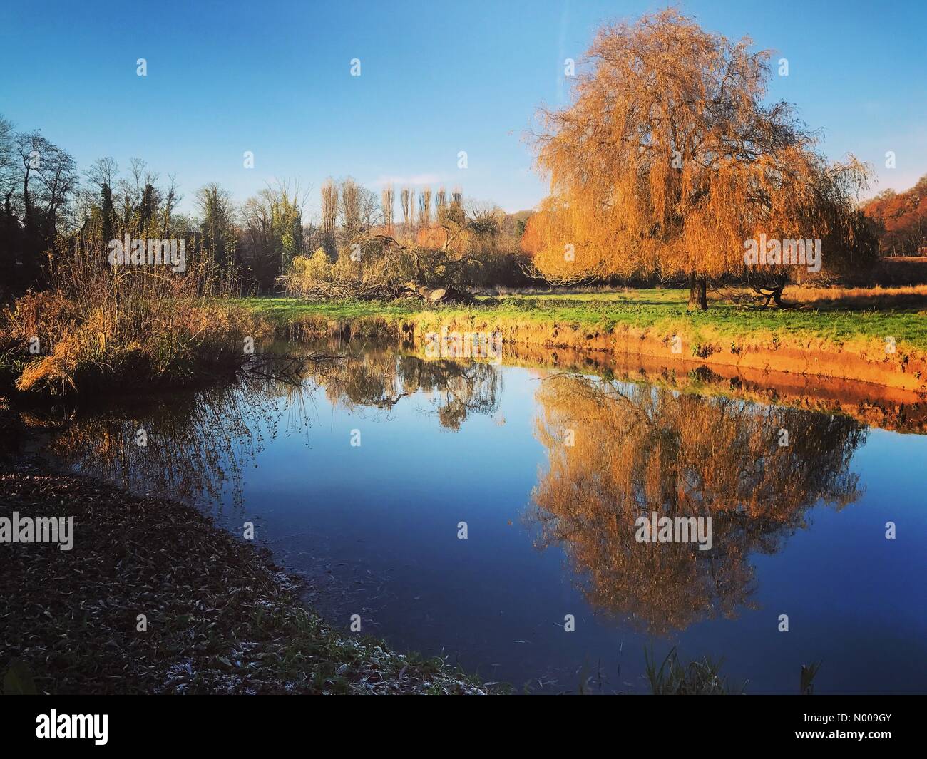 Borough Rd, Godalming, UK. 30th Nov, 2016. UK Weather autumnal colours ...