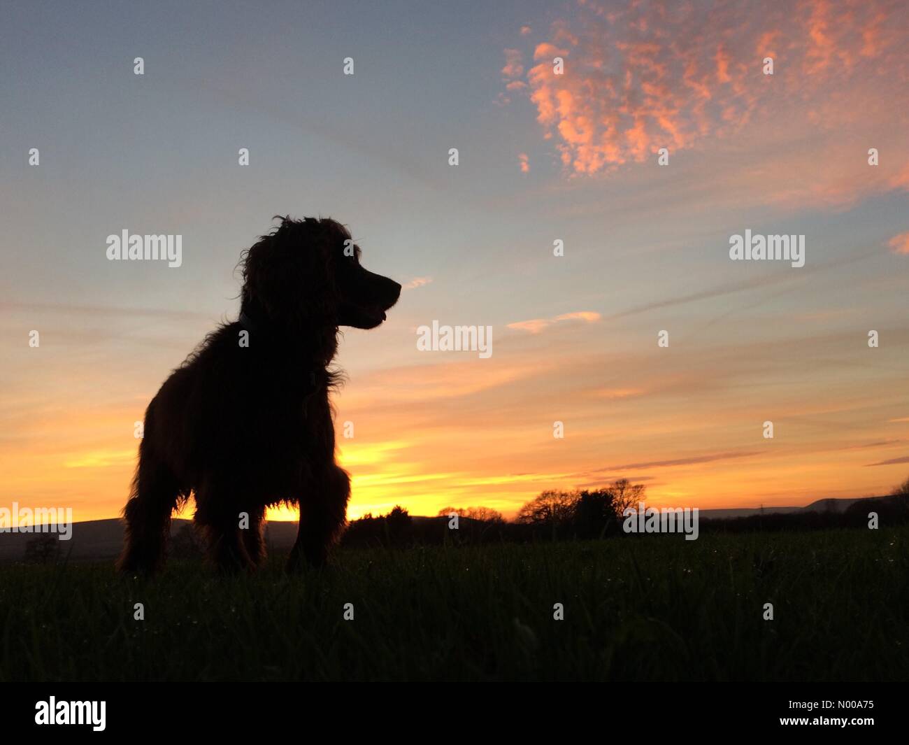 Dog silhouette cocker spaniel hi-res stock photography and images - Alamy
