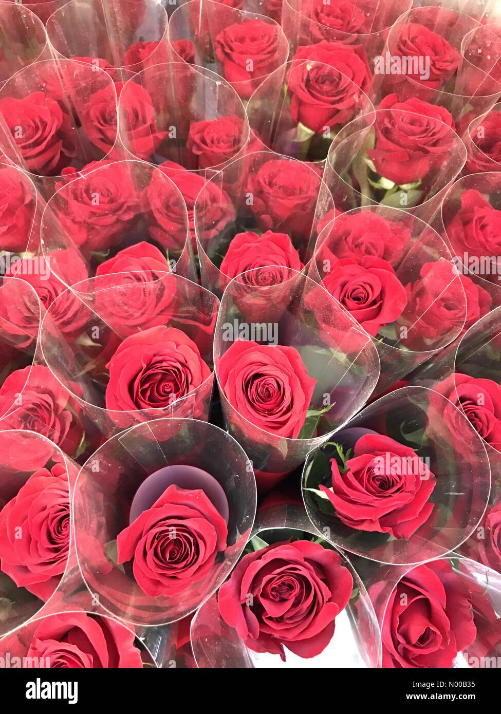 George St, Sydney NSW, Australia. 13th Feb, 2017. Red roses go on sale ...