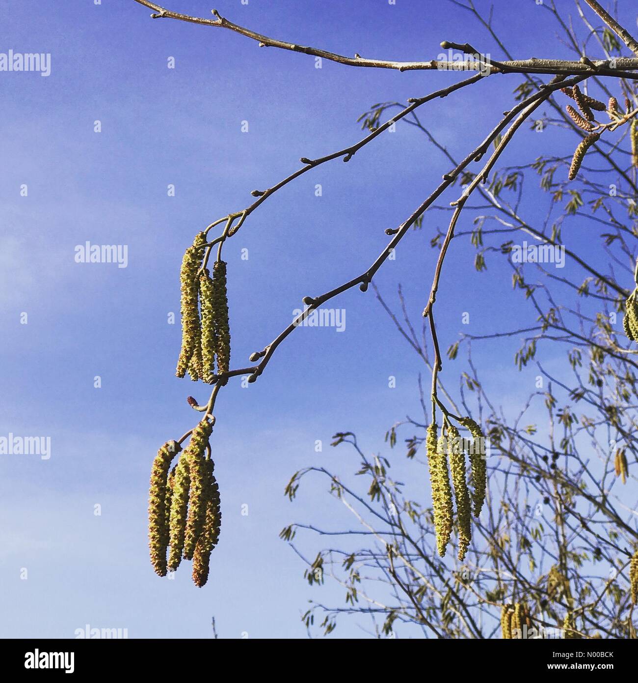 Tuesley Ln, Godalming, UK. 04th Mar, 2017. UK Weather: Spring sunshine ...