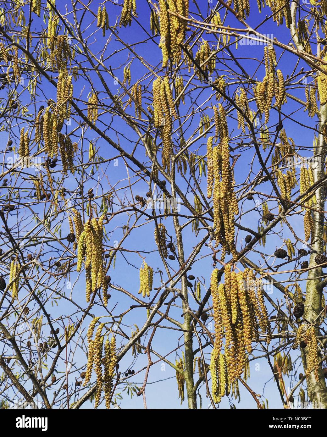 Tuesley Ln, Godalming, UK. 04th Mar, 2017. UK Weather: Spring sunshine ...