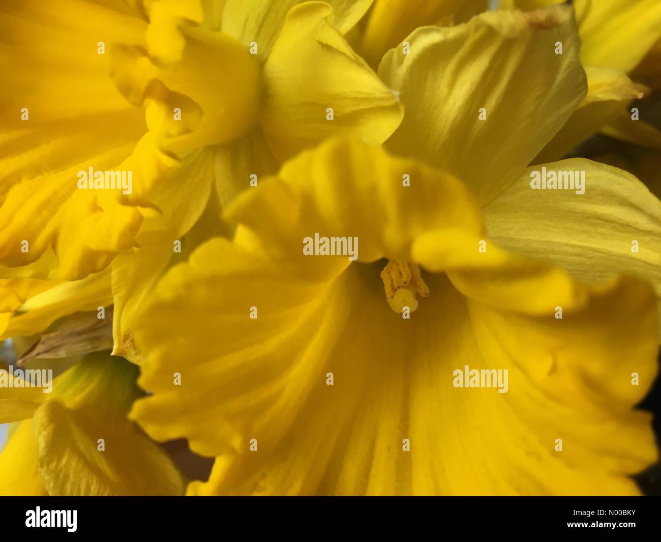 Yellow spring flowers Stock Photo - Alamy