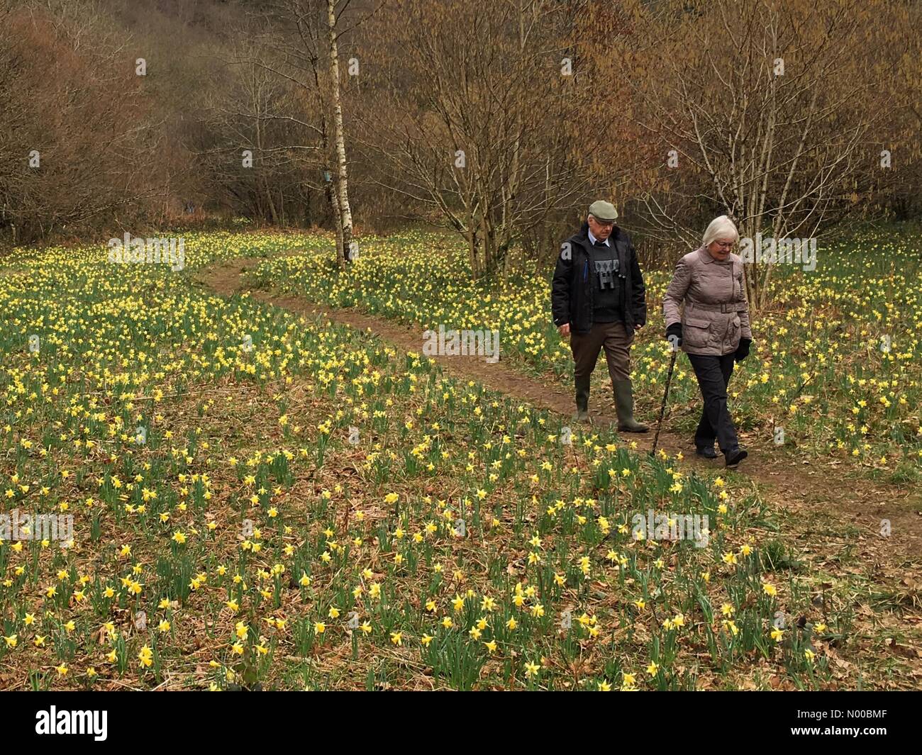 Famous wild daffodils in full bloom in Dunsford woods, Devon, UK Stock ...