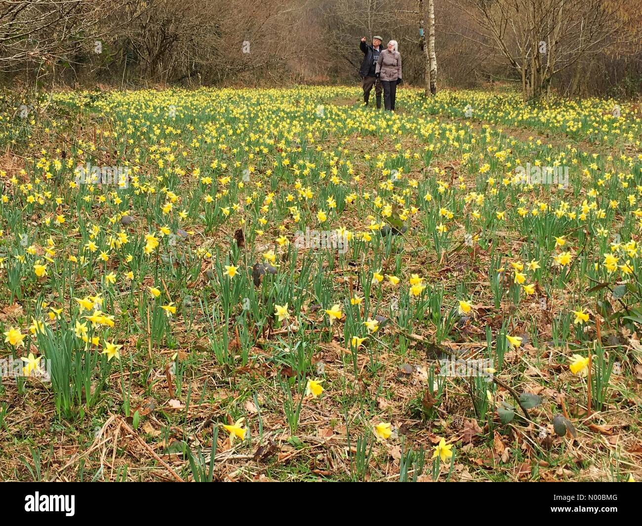 Famous wild daffodils in full bloom in Dunsford woods, Devon, UK Stock ...