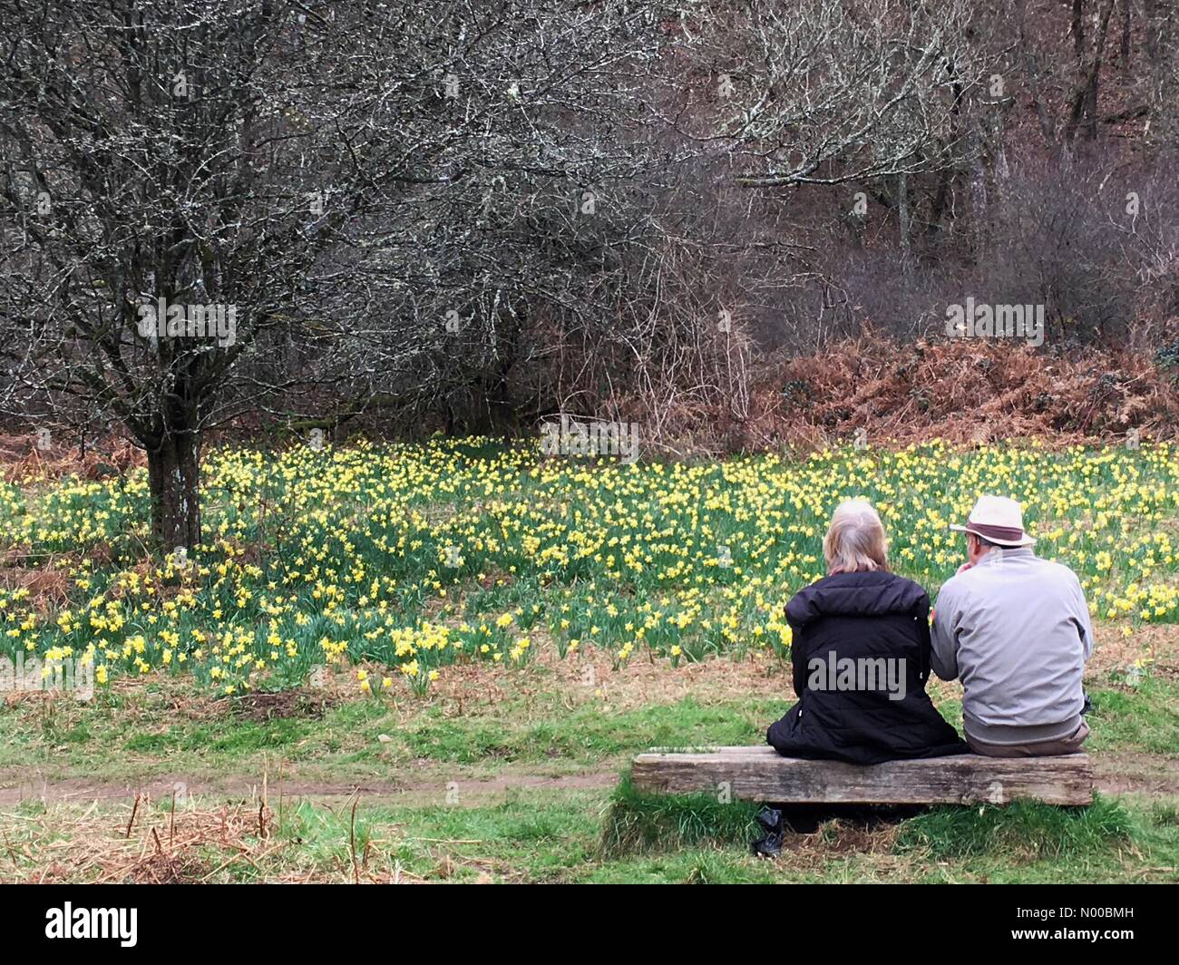Famous wild daffodils in full bloom in Dunsford woods, Devon, UK Stock ...