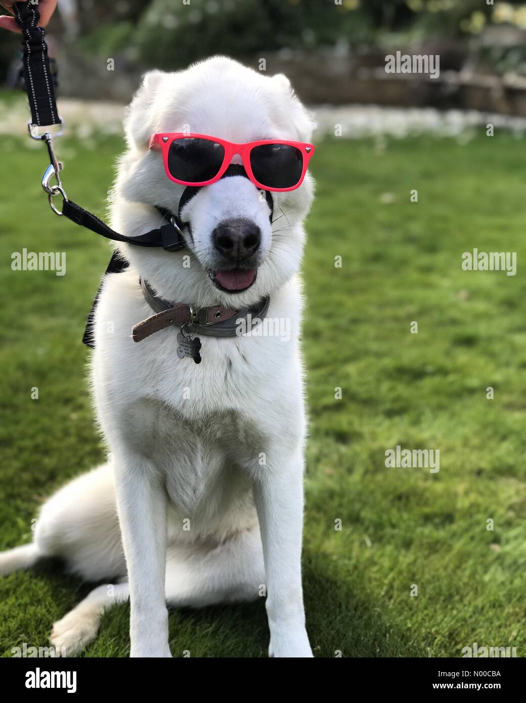 News Husky High Resolution Stock Photography and Images - Alamy