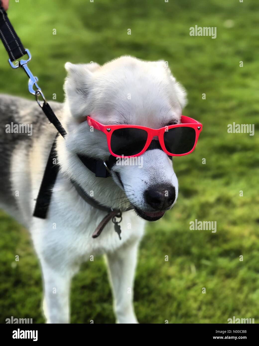 Busbridge Ln, Godalming, UK. 02nd Apr, 2017. UK Weather: Spring ...