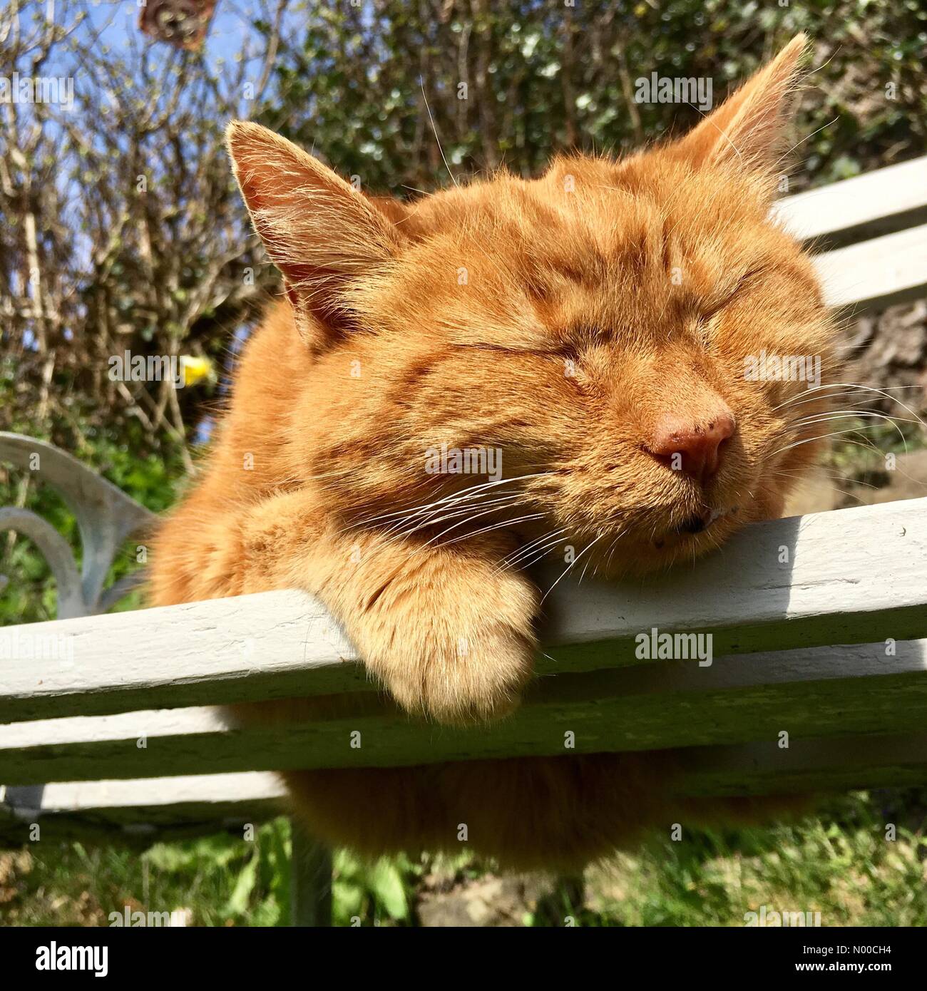 Ginger cat sleeping on a garden bench in hot sunny weather Stock Photo ...