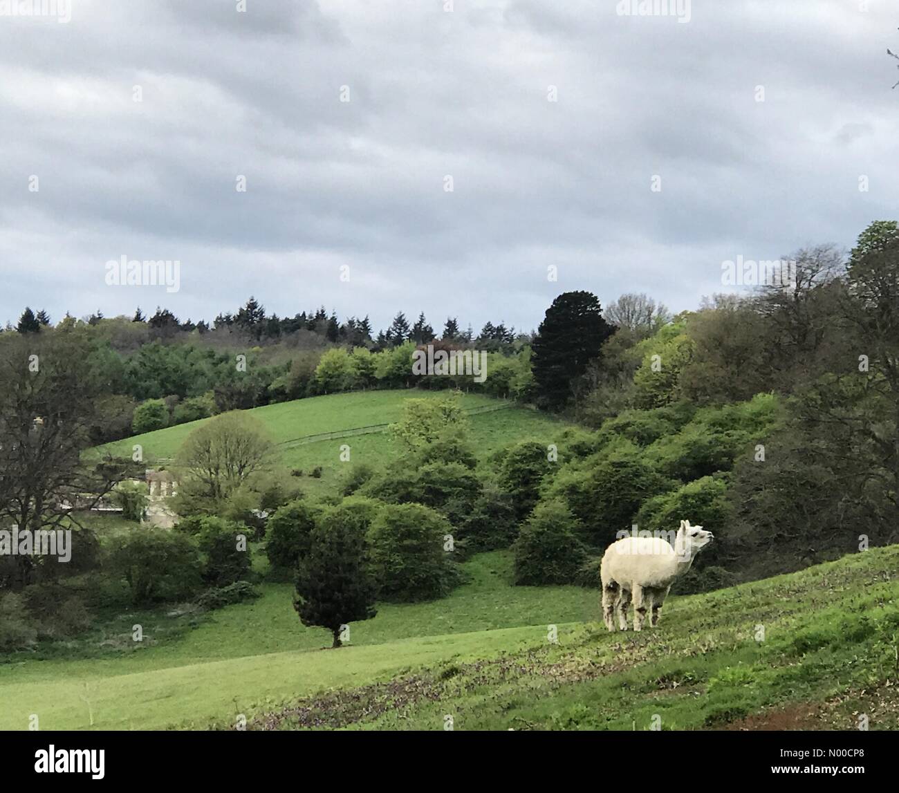 Chantries hi-res stock photography and images - Alamy