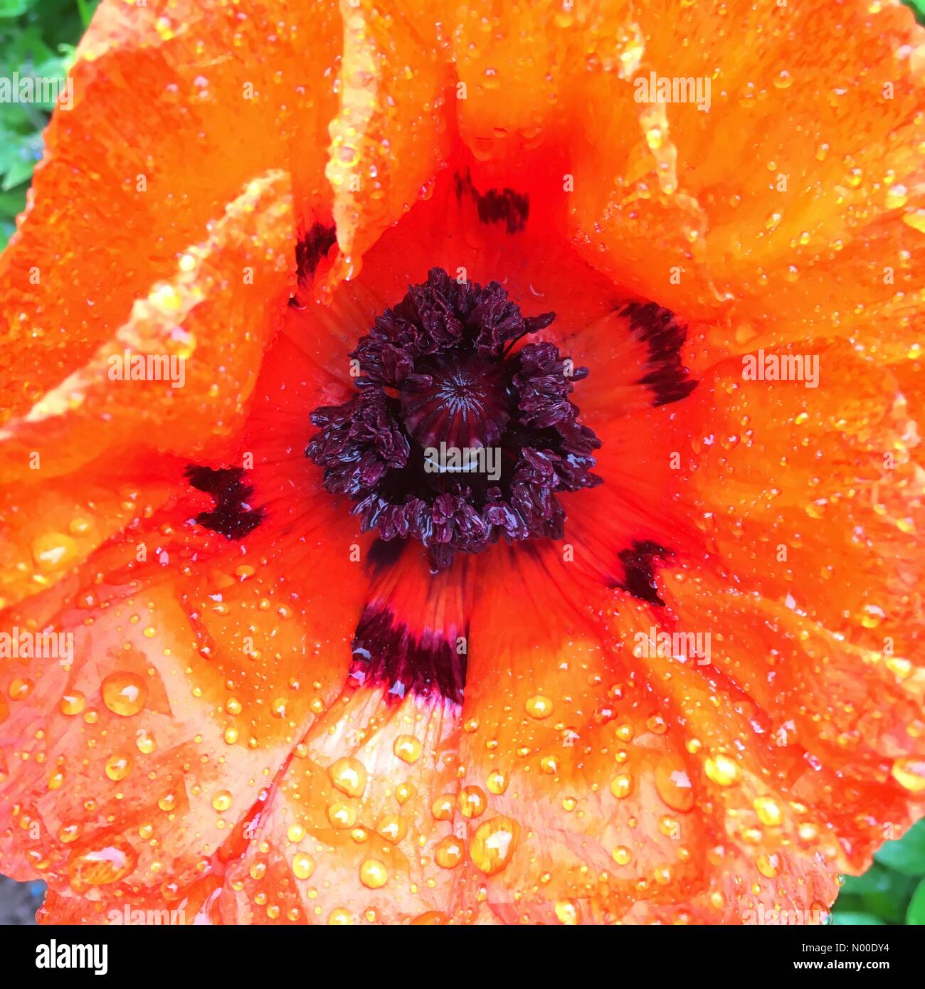 Giant Poppy flower in the rain with raindrops UK Stock Photo - Alamy