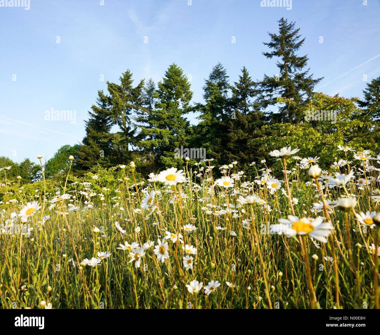 Godalming, UK. 24th May, 2017. UK Weather: Sunny in Godalming. Tuesley ...