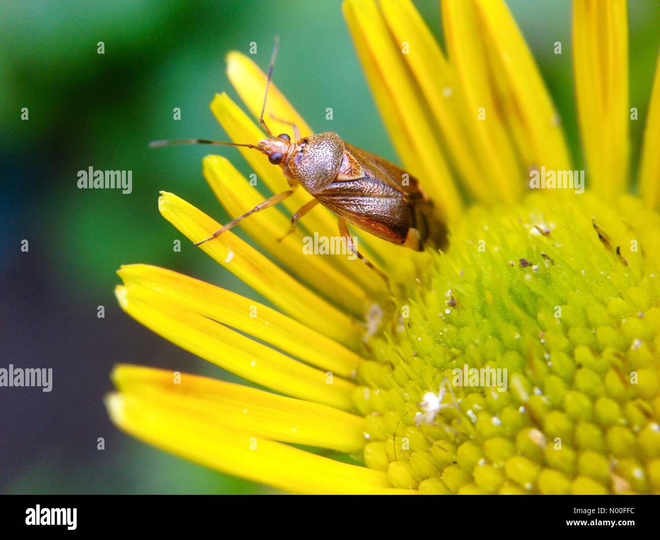 UK Weather, insects in Leeds. With another warm sunny day plenty of ...