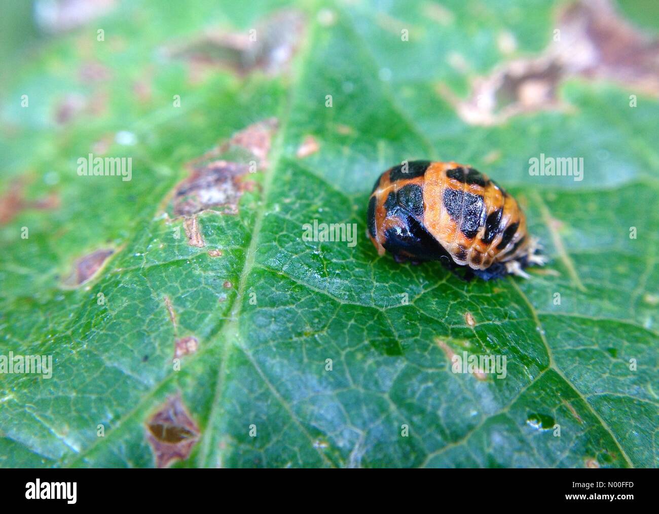 UK Weather, insects in Leeds. With another warm sunny day plenty of ...