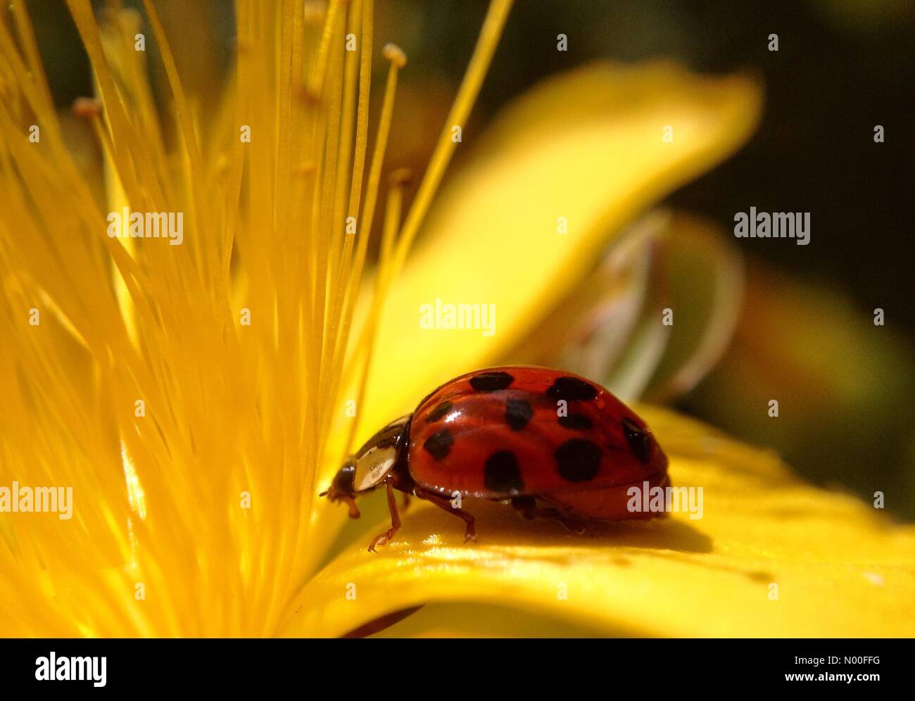 UK Weather, insects in Leeds. With another warm sunny day plenty of ...