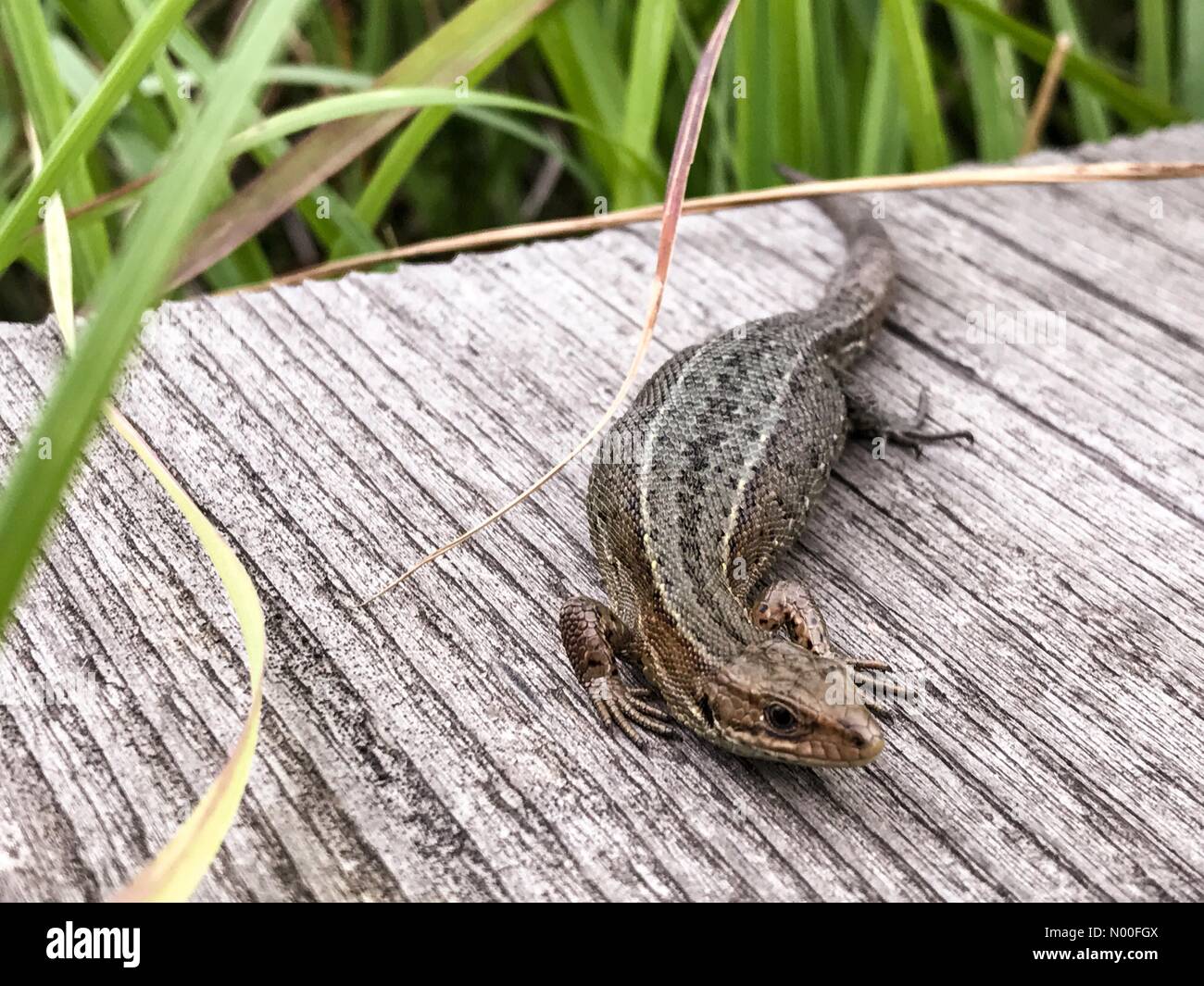 Godalming, UK. 29th June, 2017. UK Weather: A lizard in Elstead ...