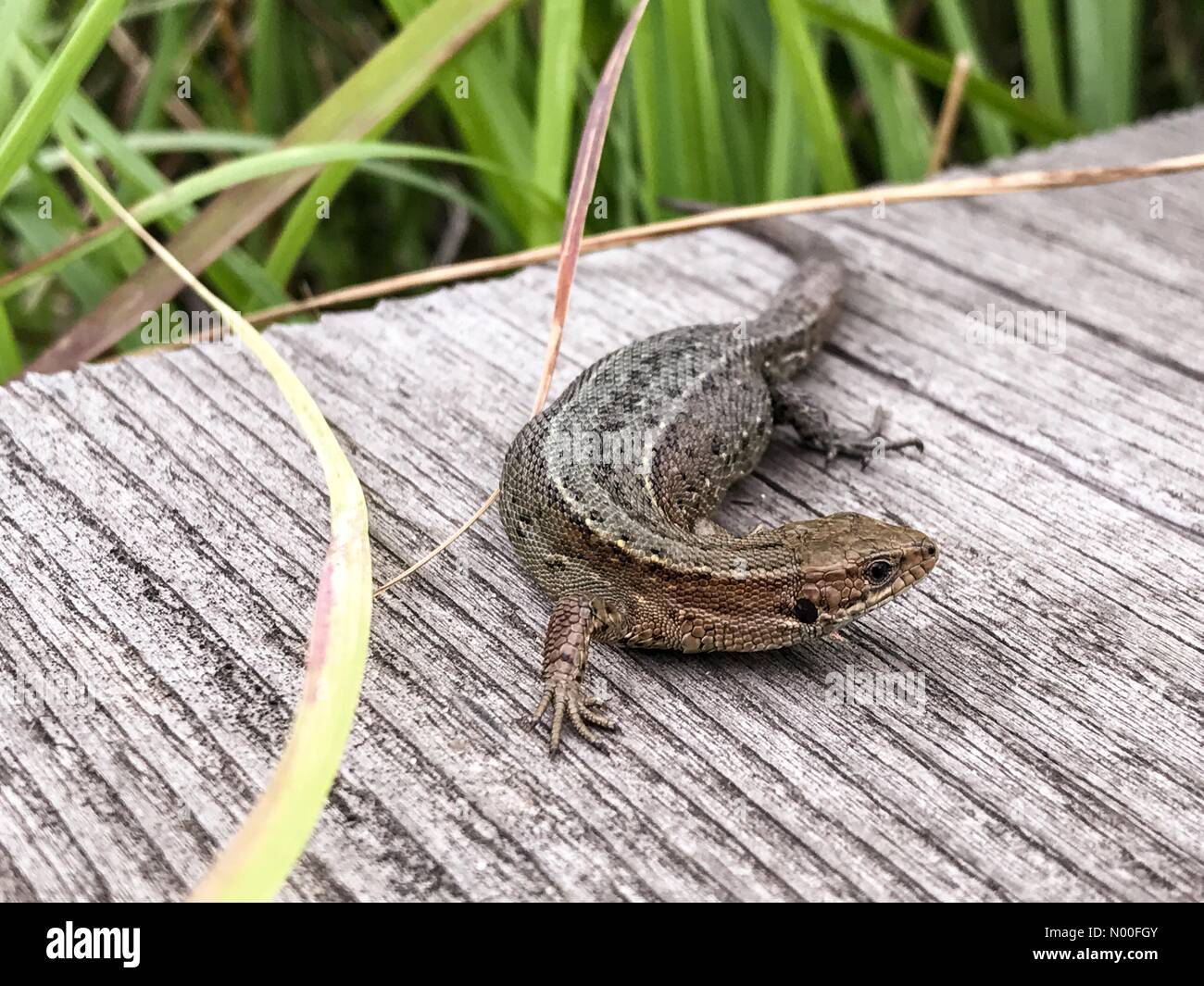 Godalming, UK. 29th June, 2017. UK Weather: A lizard in Elstead ...