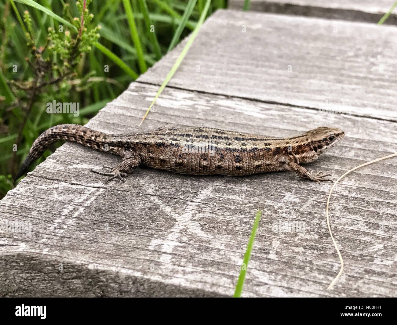 Godalming, UK. 29th June, 2017. UK Weather: A lizard in Elstead ...