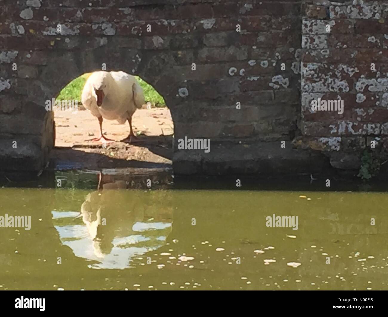 East Creech Farm, Wareham, UK. 02nd July, 2017. UK Weather: A goose is ...