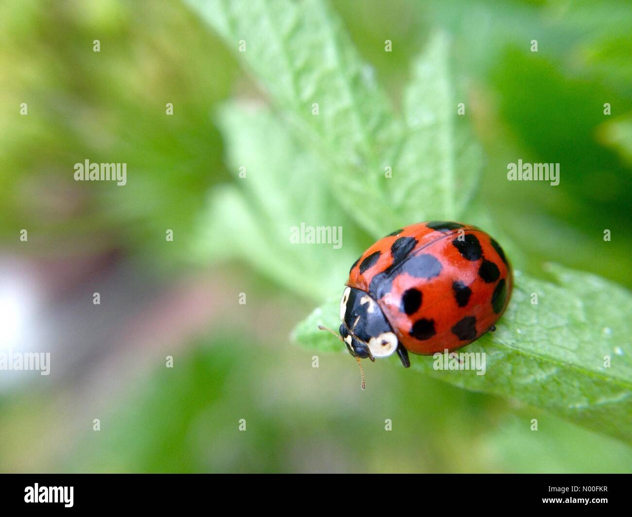 UK weather - insects in Leeds. With warm weather in Leeds, West ...