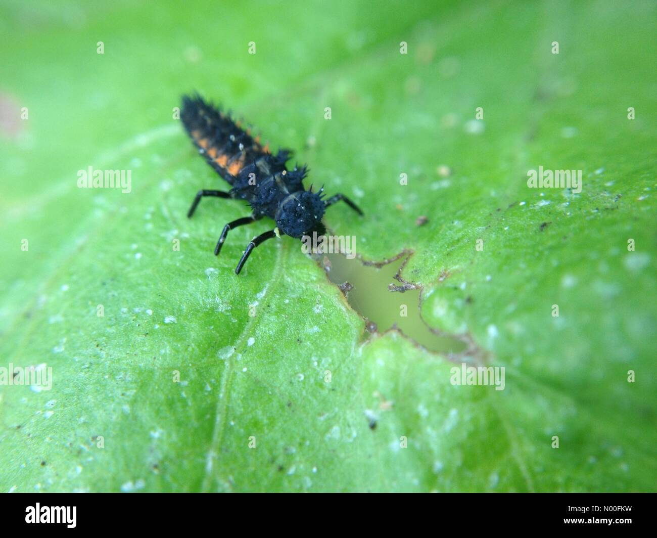 UK weather - insects in Leeds. With warm weather in Leeds, West ...