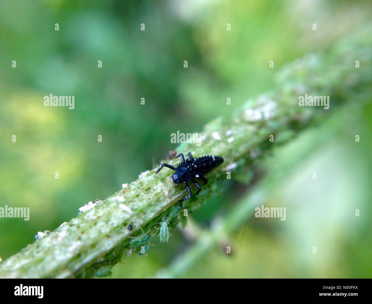 UK weather - insects in Leeds. With warm weather in Leeds, West ...