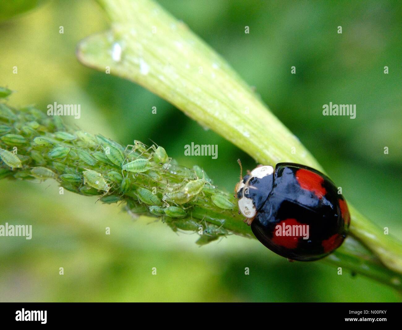 UK weather - insects in Leeds. With warm weather in Leeds, West ...