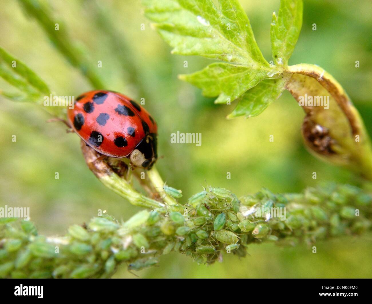 UK weather - insects in Leeds. With warm weather in Leeds, West ...