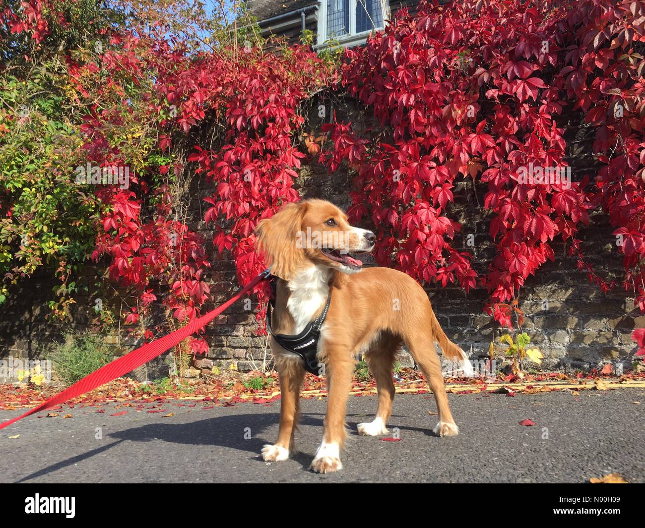 The 5 month old cockapoo hi-res stock photography and images - Alamy