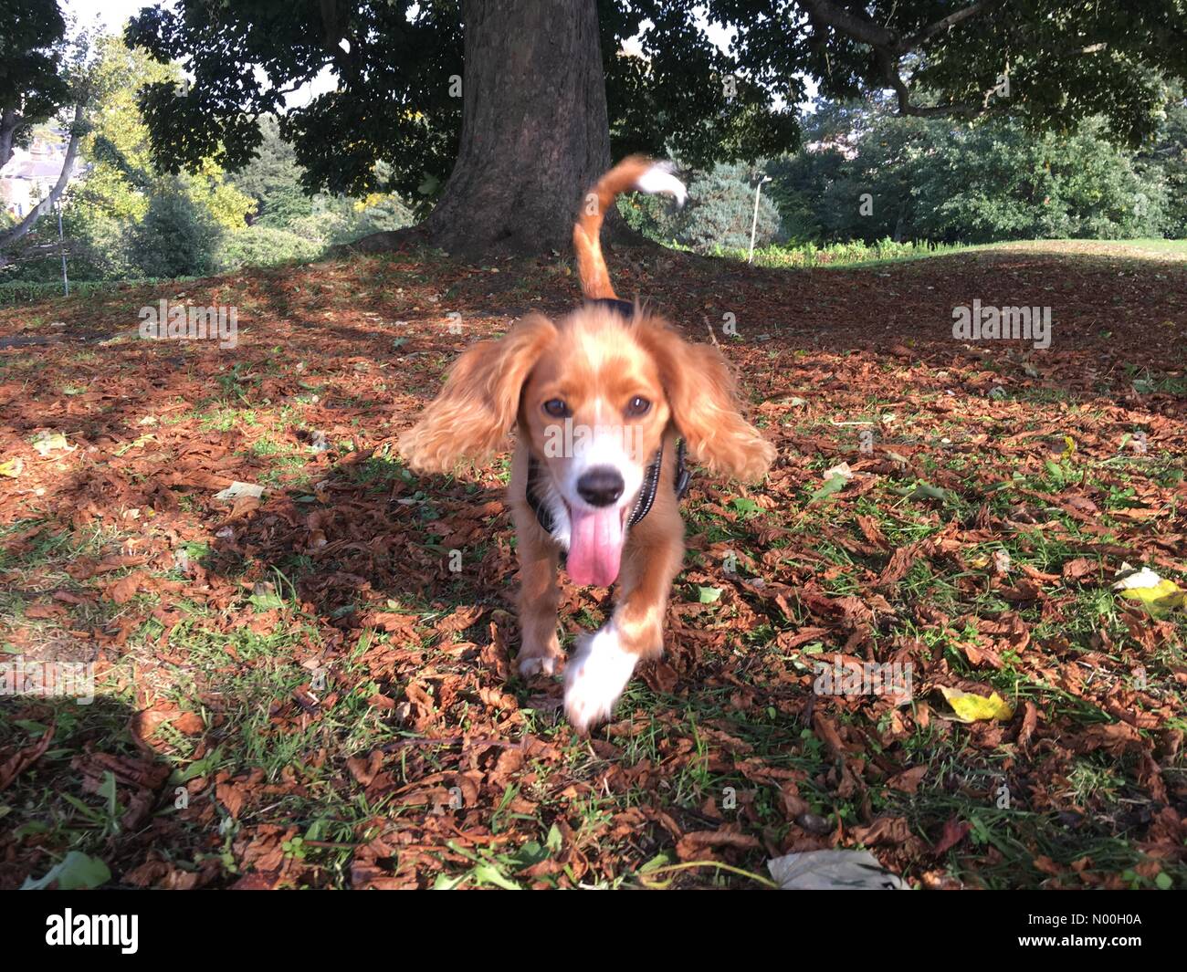The 5 month old cockapoo hi-res stock photography and images - Alamy