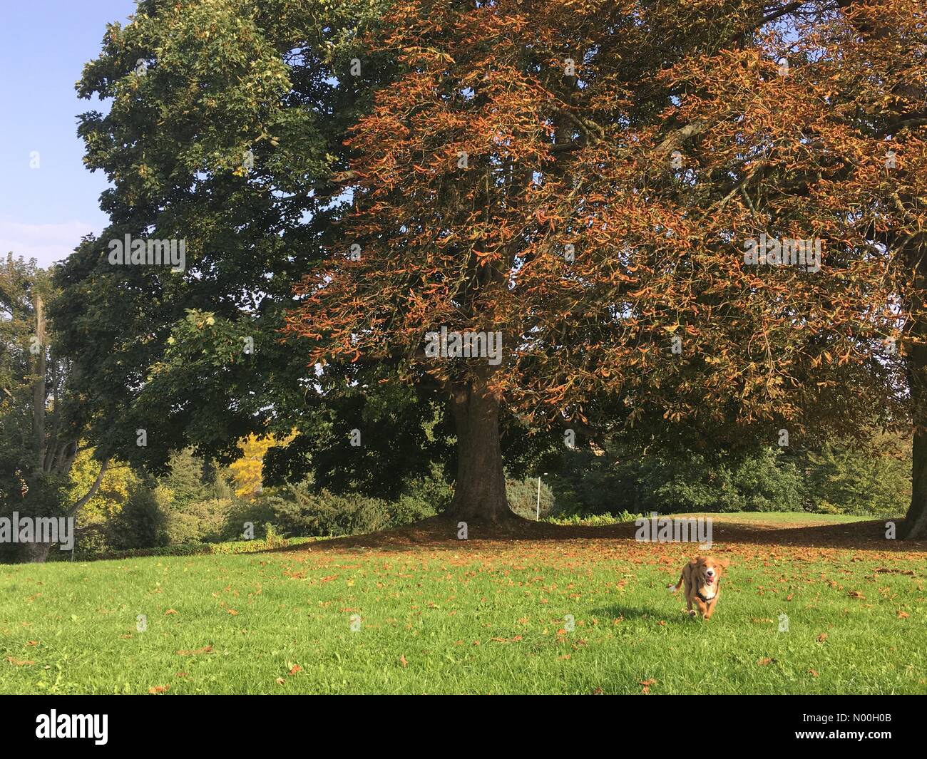 The 5 month old cockapoo hi-res stock photography and images - Alamy