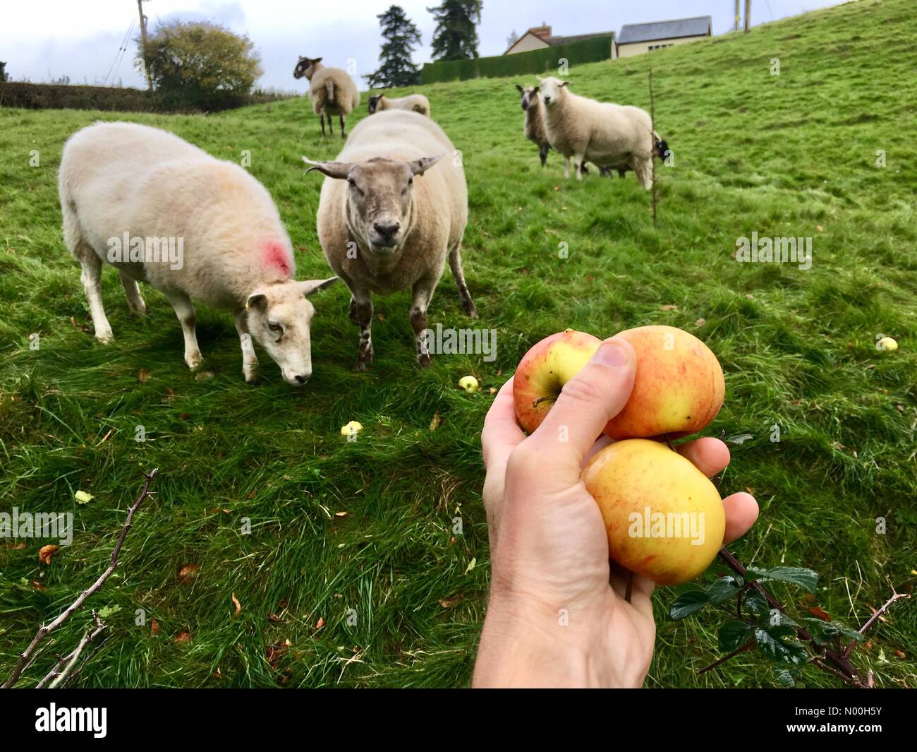 Feeding sheep windfall apples by hand in rural Herefordshire Stock ...