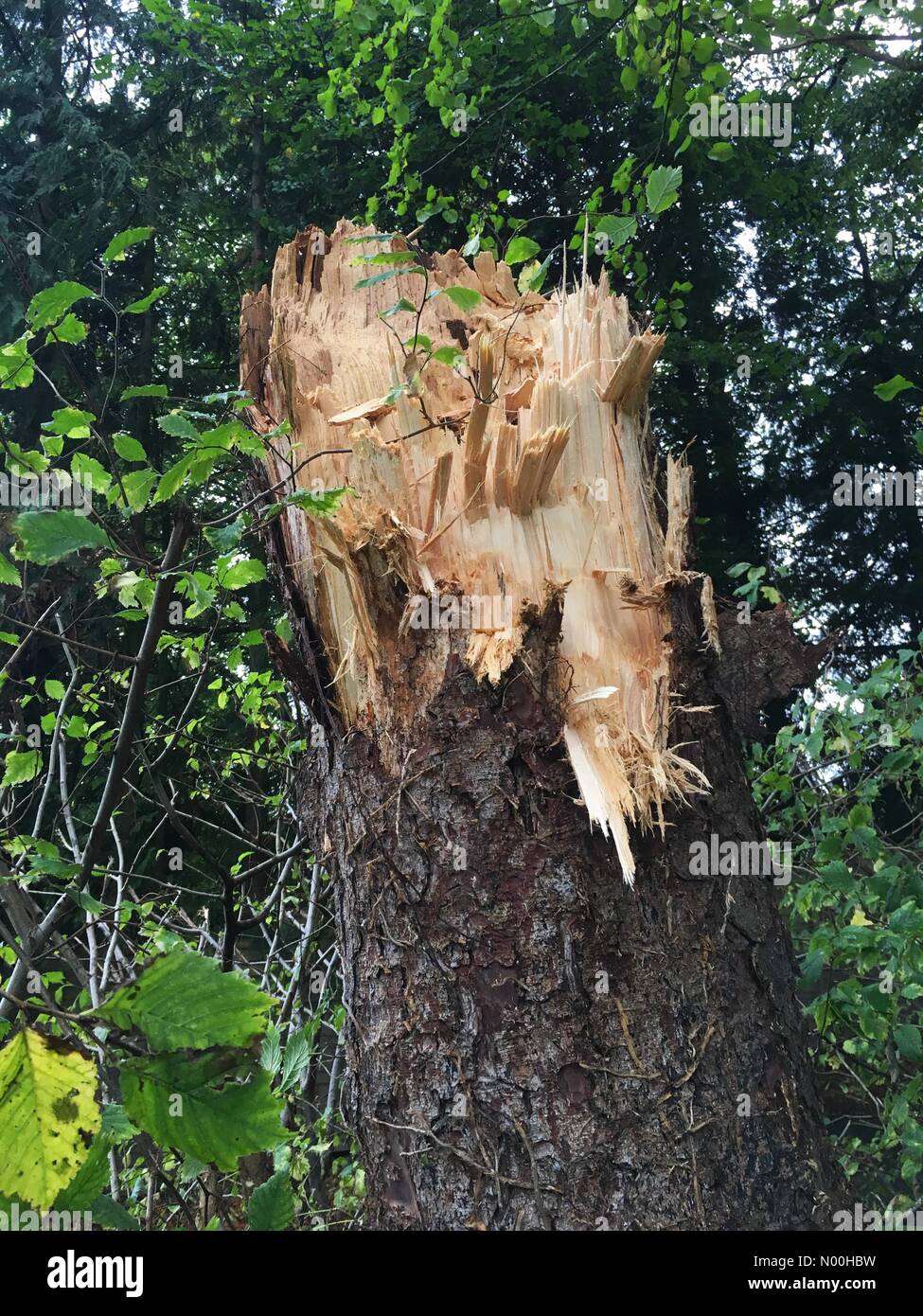 Snapped tree in storm hi-res stock photography and images - Alamy