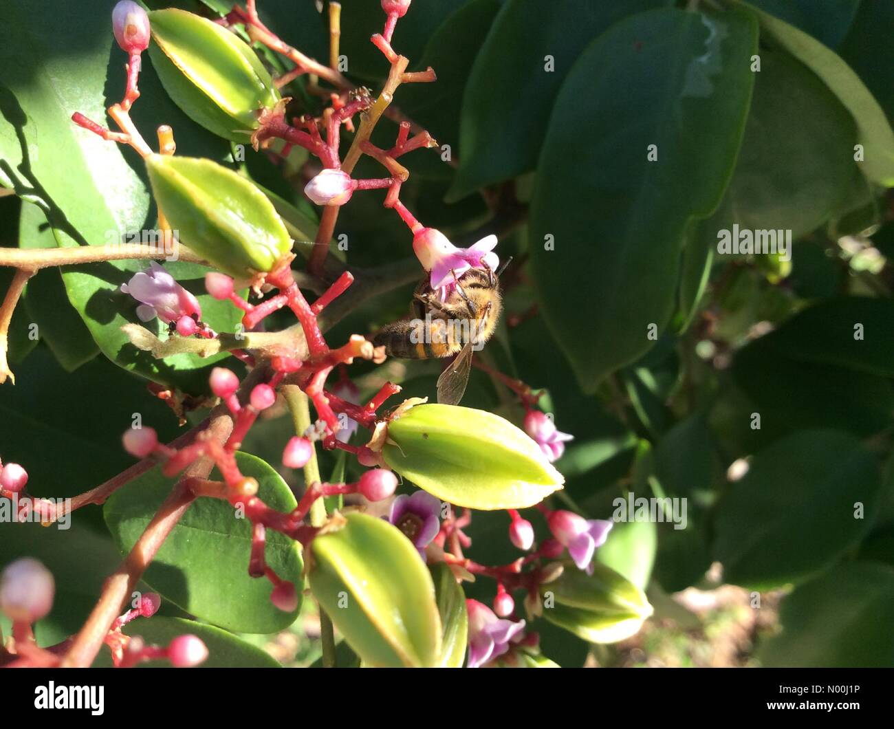 Fruits paraguay hi-res stock photography and images - Alamy