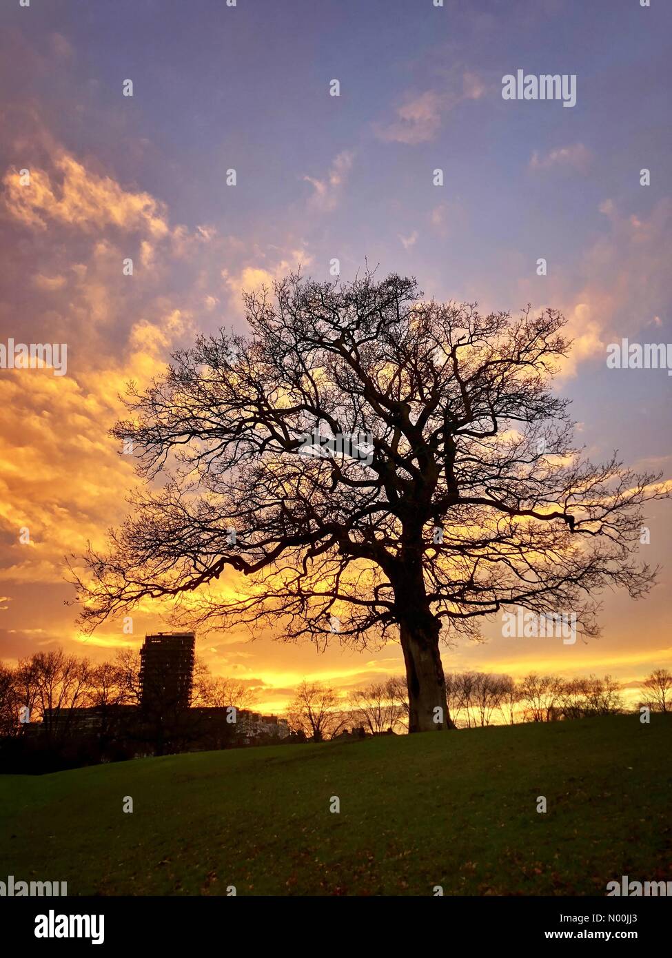 UK Weather: A dramatic skyline as the sun sets behind trees and ...