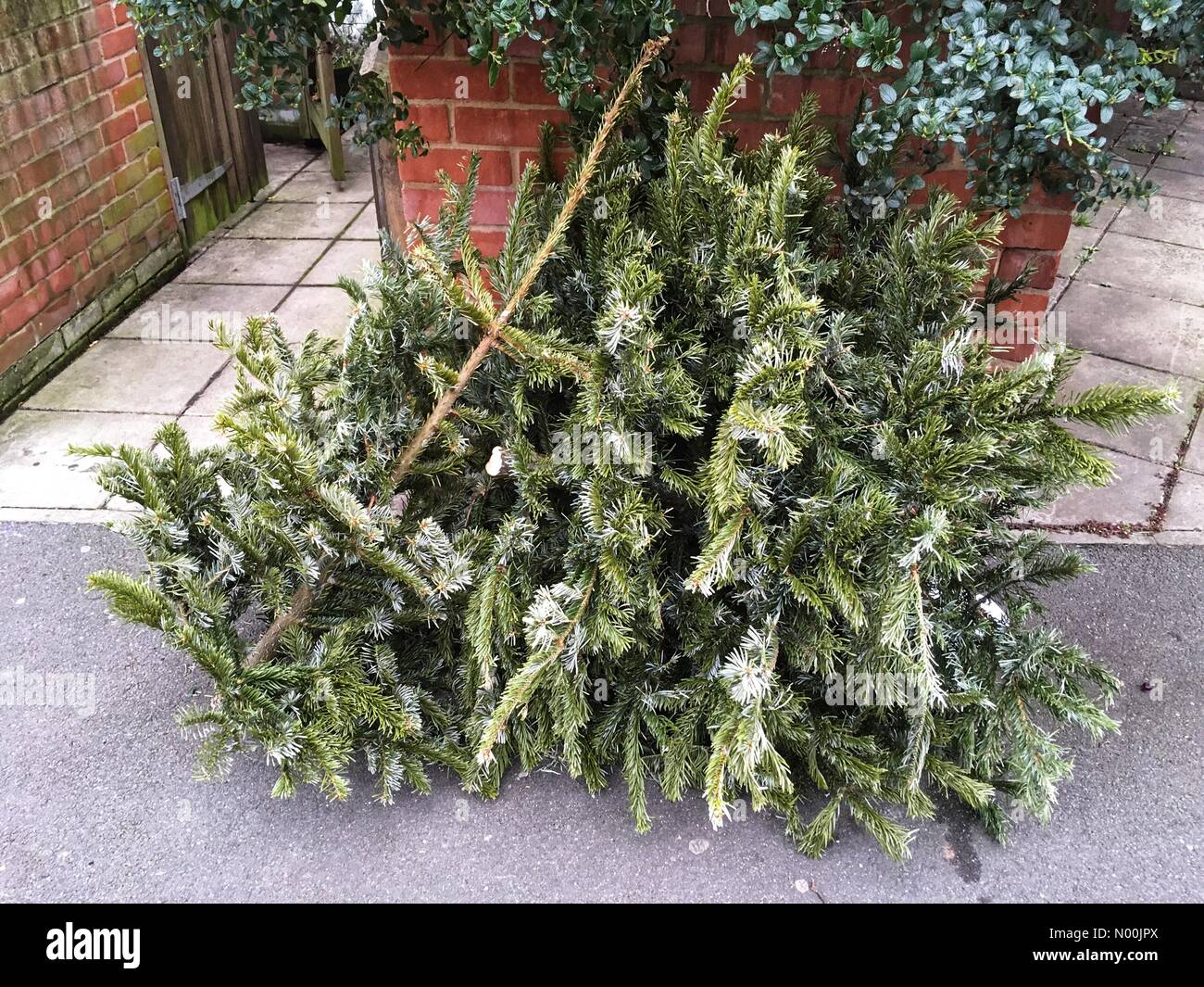 Christmas trees dumped on pavement hi-res stock photography and images ...