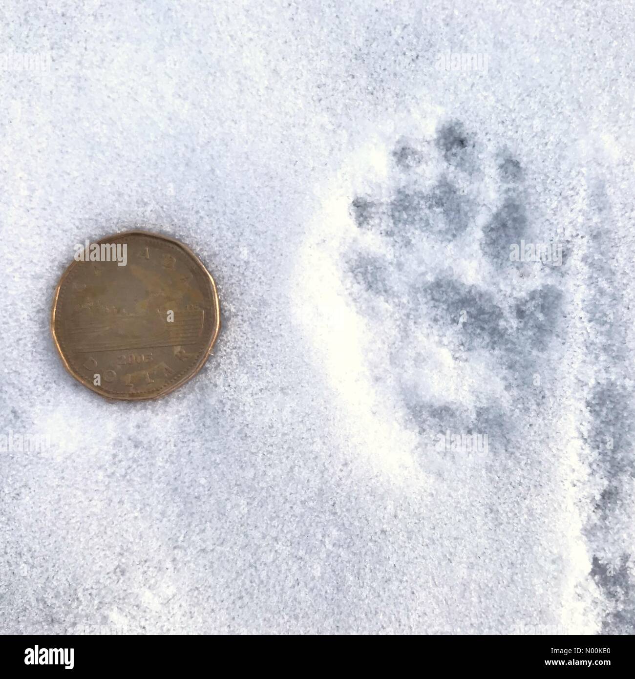 Canada lynx paw hi-res stock photography and images - Alamy