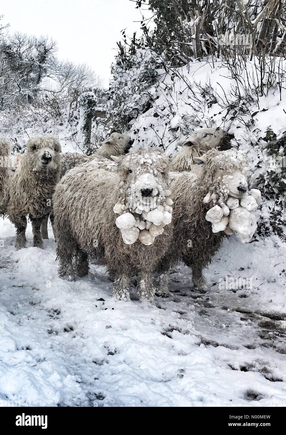Higher Ashton, Devon, UK. 19th March, 2018. UK Weather: Snowbeard The ...