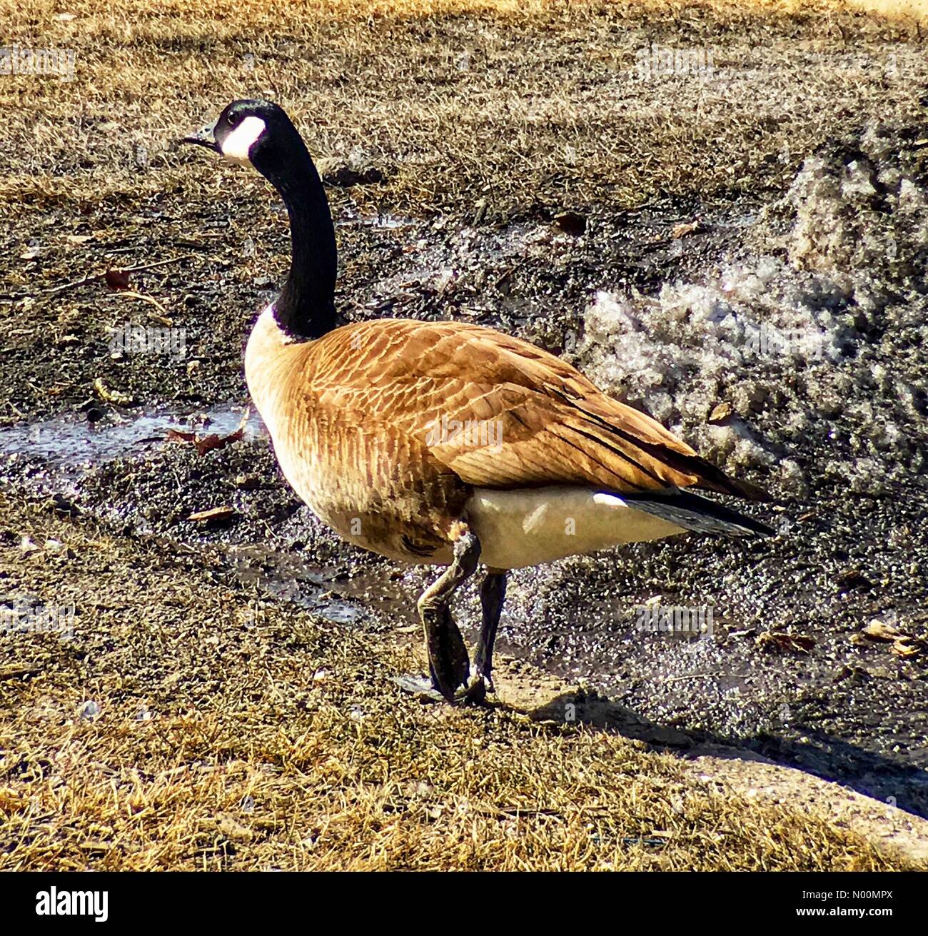 Puddles in melting snow hi-res stock photography and images - Alamy