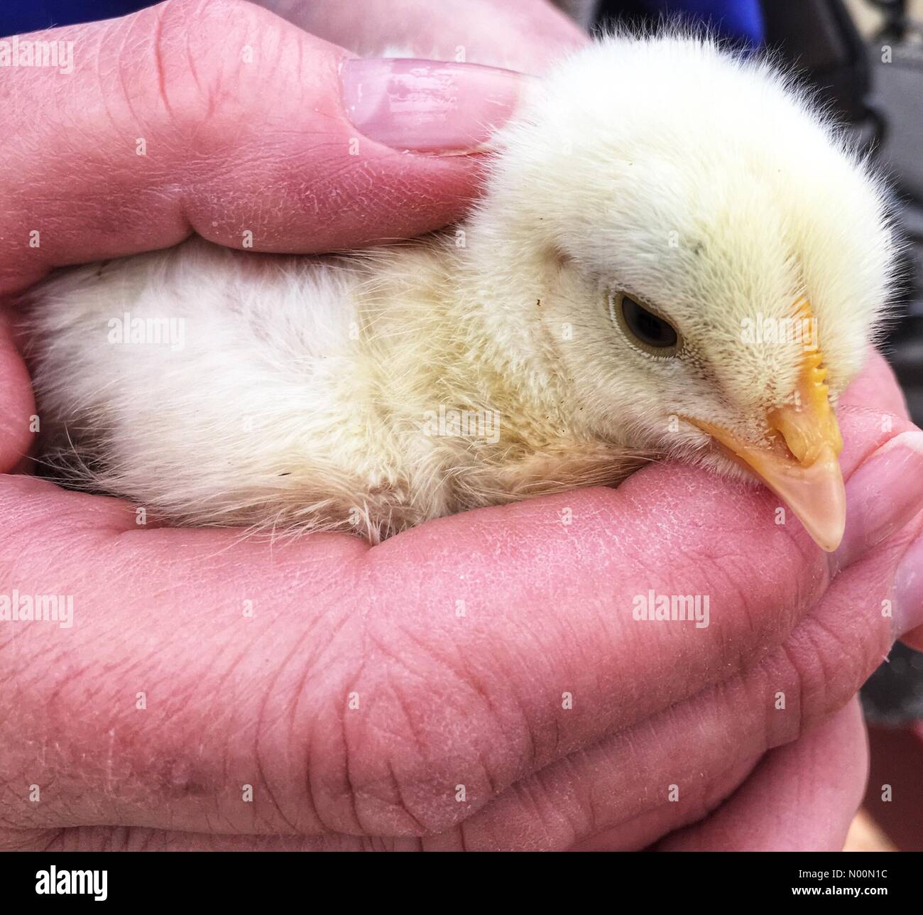 Elegant Farmer Easter Celebration, Mukwonago, WI USA, 31st March 2018 ...
