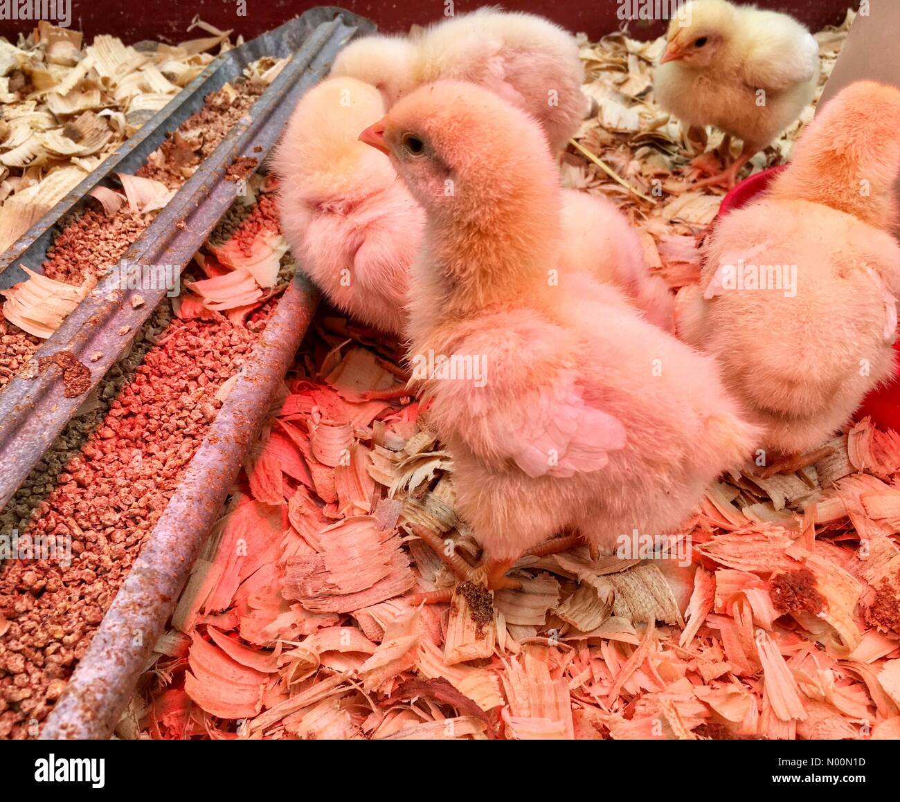 4h presentation hi-res stock photography and images - Alamy