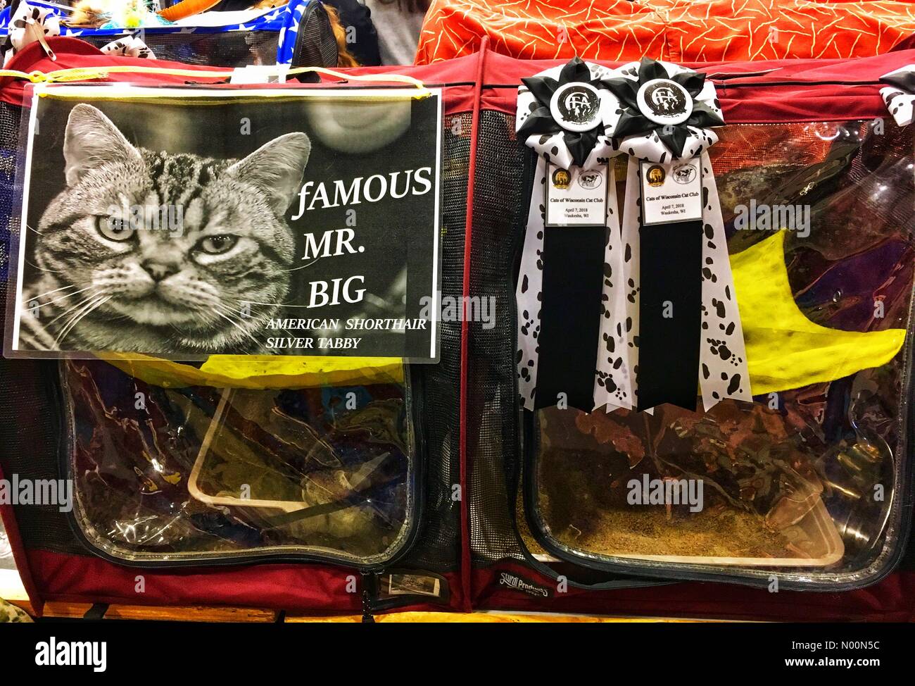 Cats of wisconsin hi-res stock photography and images - Alamy