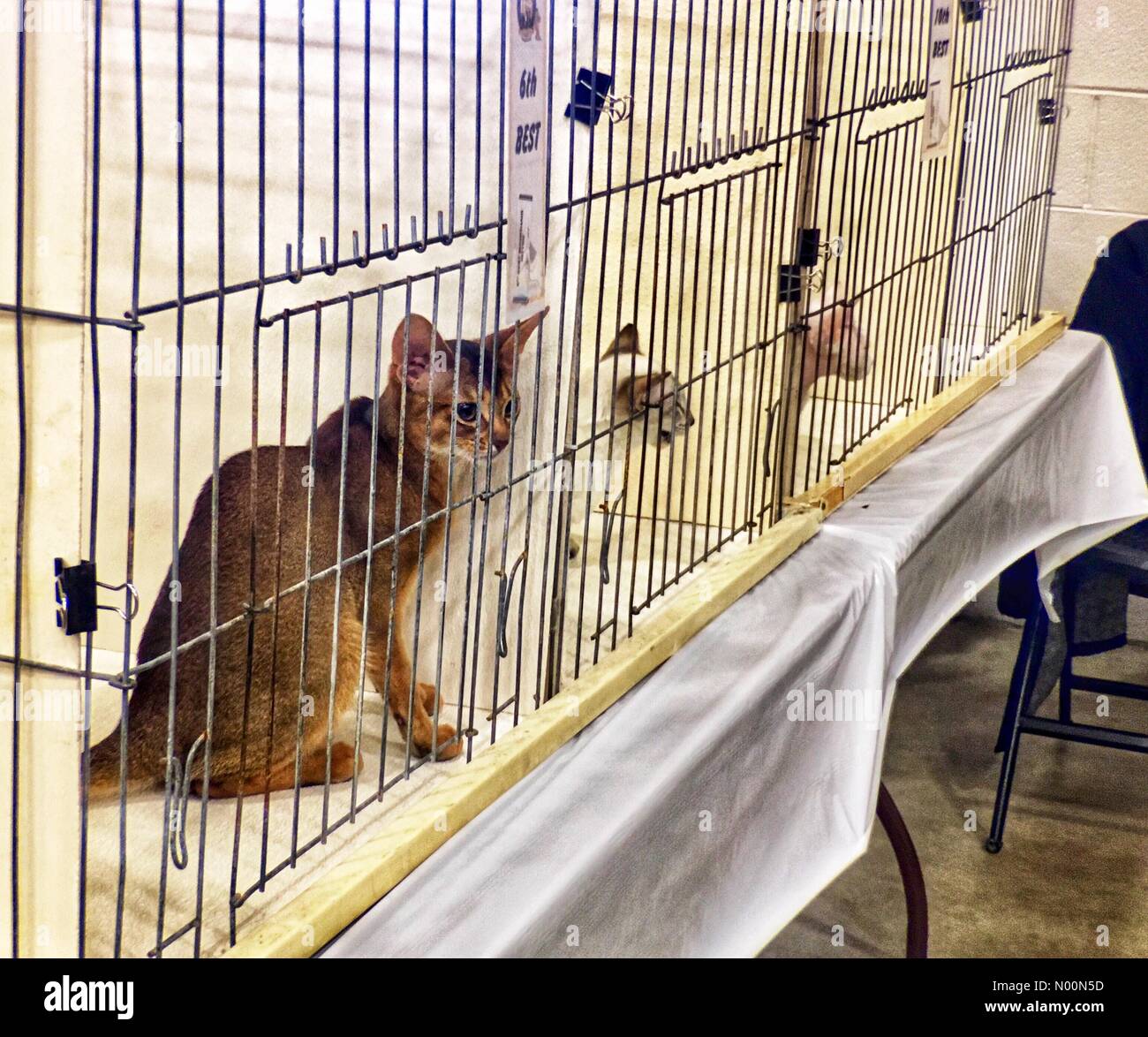 Cfa cat hi-res stock photography and images - Alamy
