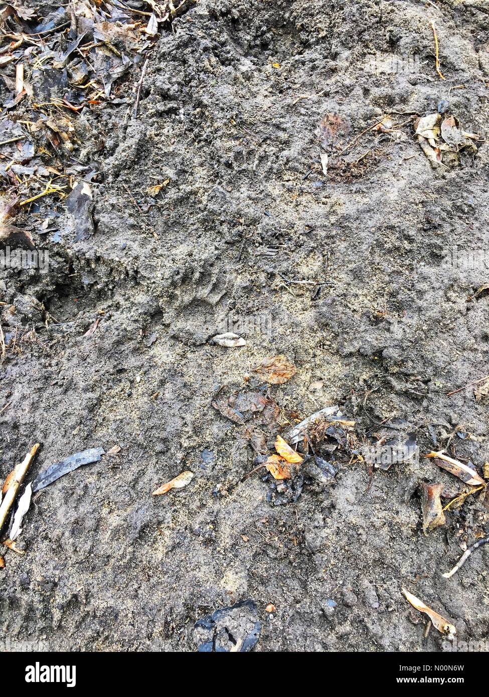 Raccoon tracks in snow hi-res stock photography and images - Alamy