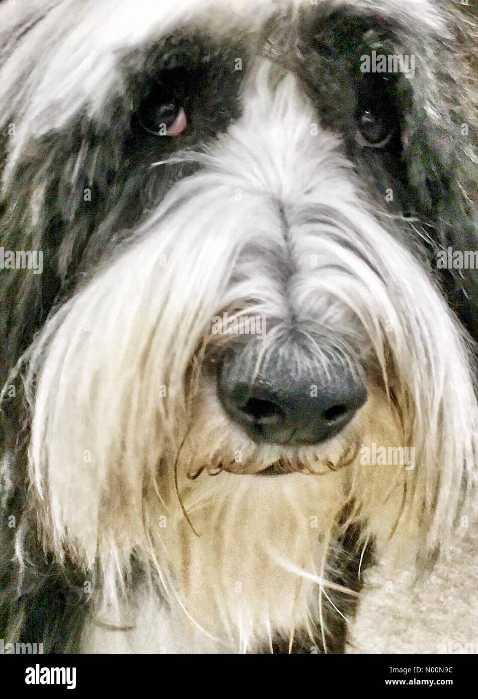 Moses the therapy dog hi-res stock photography and images - Alamy