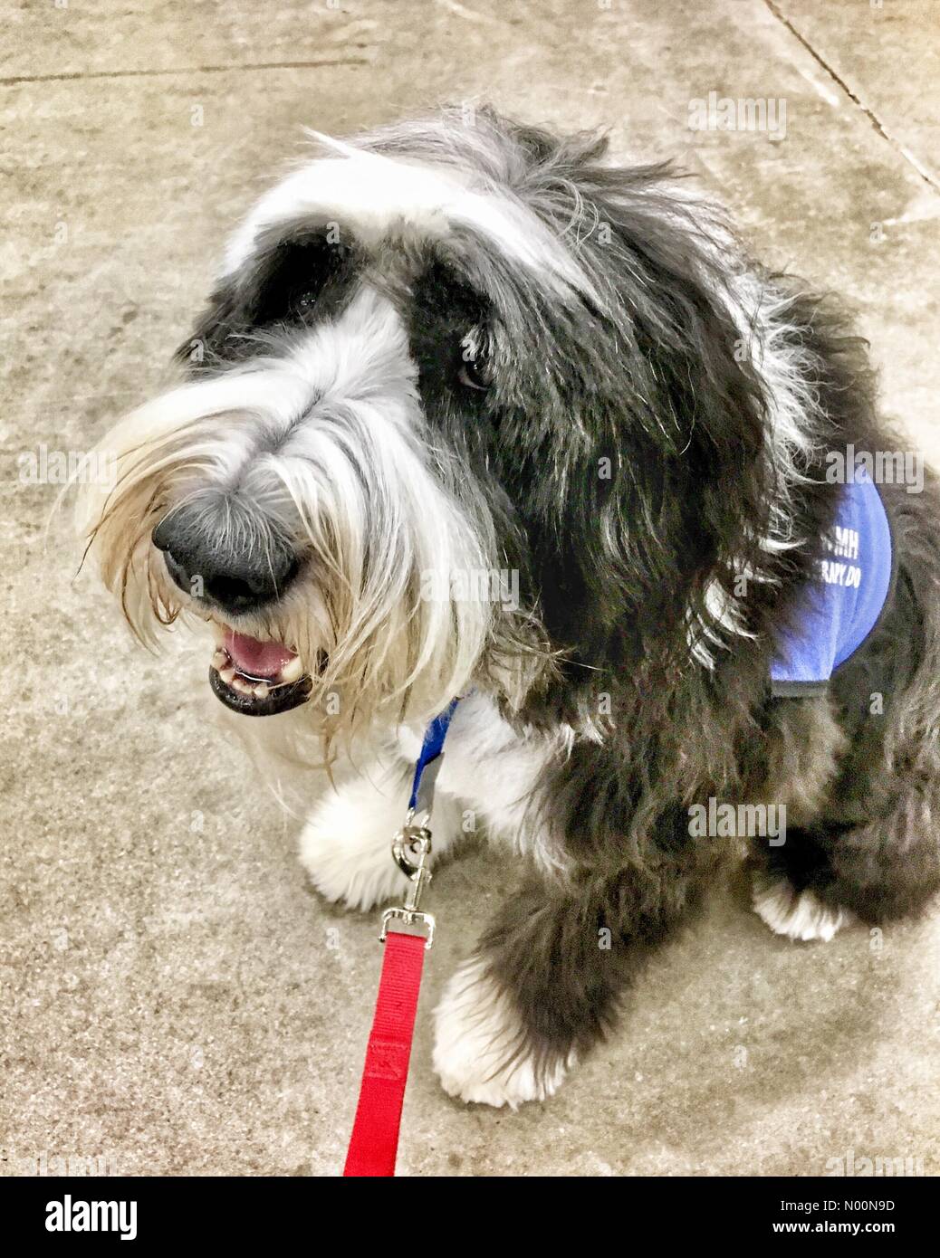 Moses the therapy dog hi-res stock photography and images - Alamy