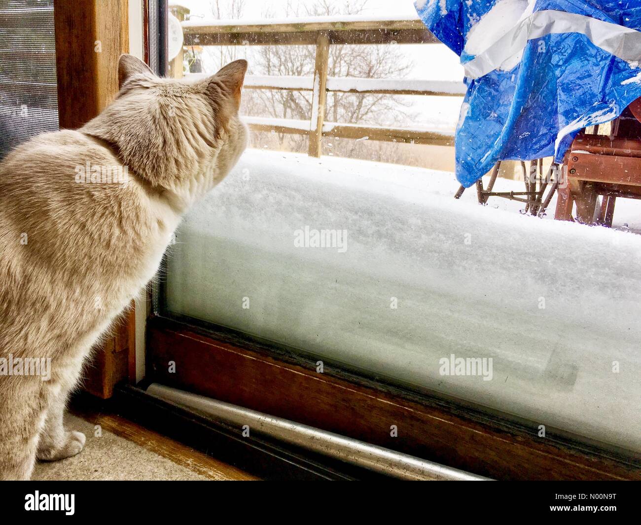 Spring Snowstorm in Wisconsin, 15th April 2018, Snow and ice fall in a ...