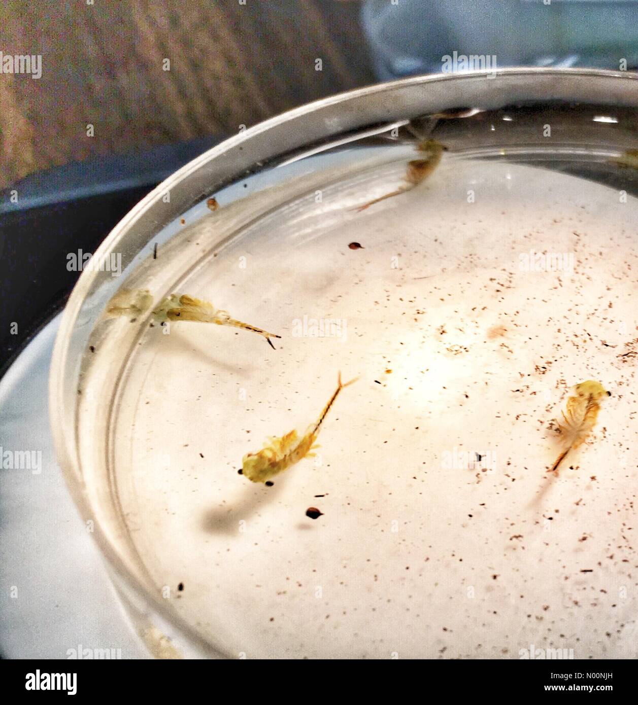 Fairy shrimp in petri dish hi-res stock photography and images - Alamy