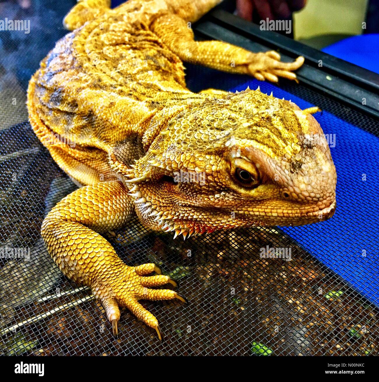 Petco Animals Reptiles