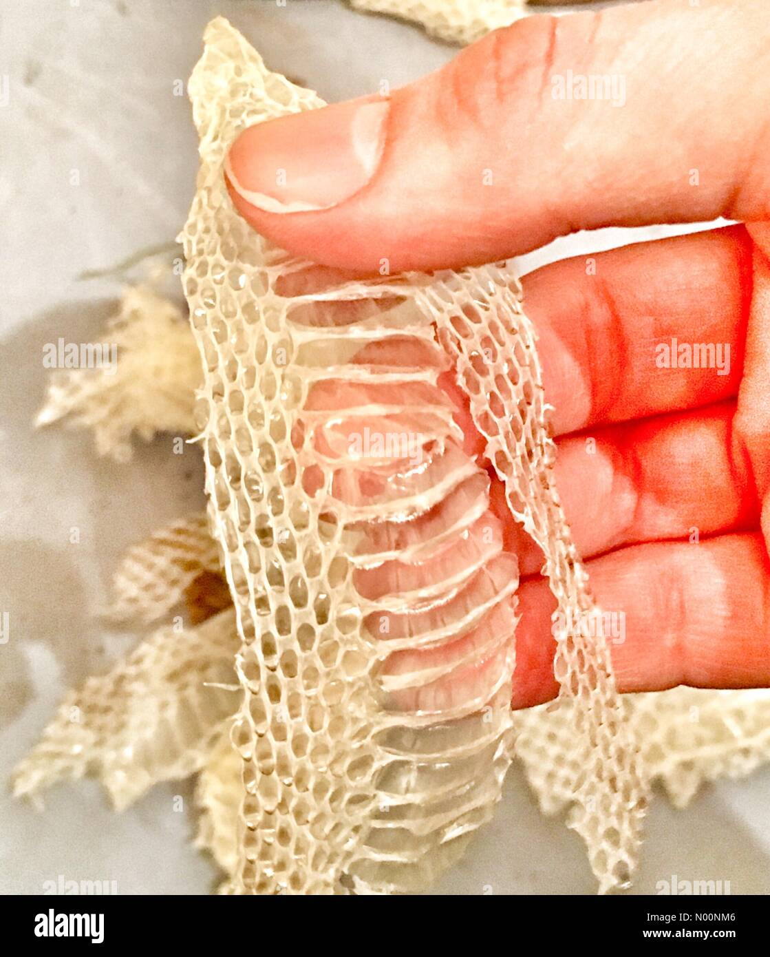 Snakeskin snake skin shed hi-res stock photography and images - Alamy