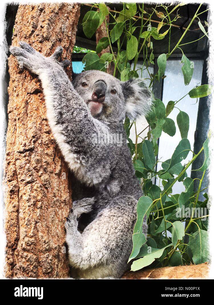 Taronga zoo sydney koala hi-res stock photography and images - Alamy